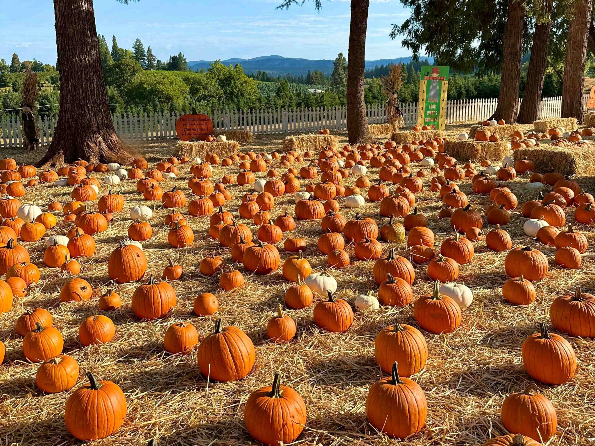 Pumpkin Patch - Boa Vista Orchards